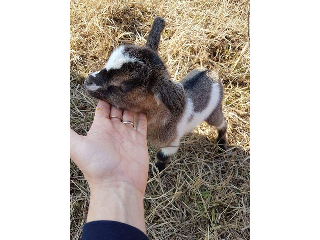CUCCIOLI CAPRETTA TIBETANA NANA Casale Monferrato - AnnunciToday.it