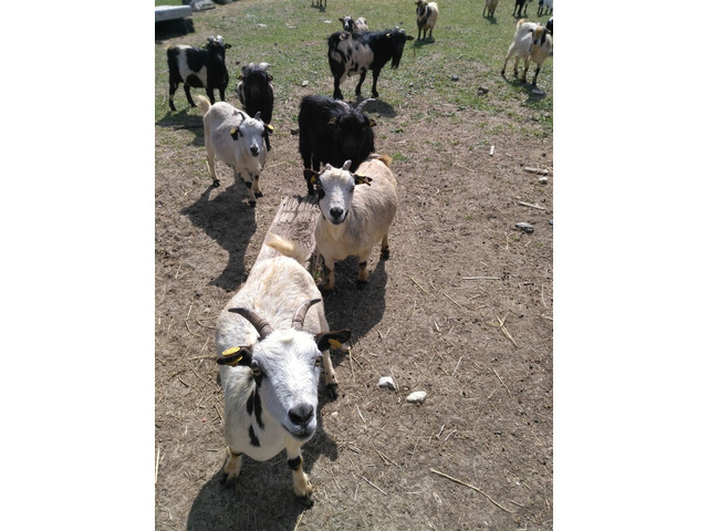 CUCCIOLI CAPRETTA TIBETANA NANA Casale Monferrato - AnnunciToday.it